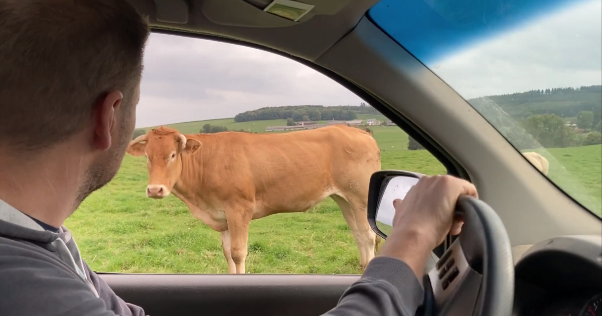 Tour des vaches à Hubermont avec Arnaud Collard