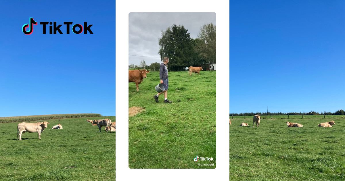 TikTok : Arnaud Collard dans les pâturages de la ferme d’Huboeuf